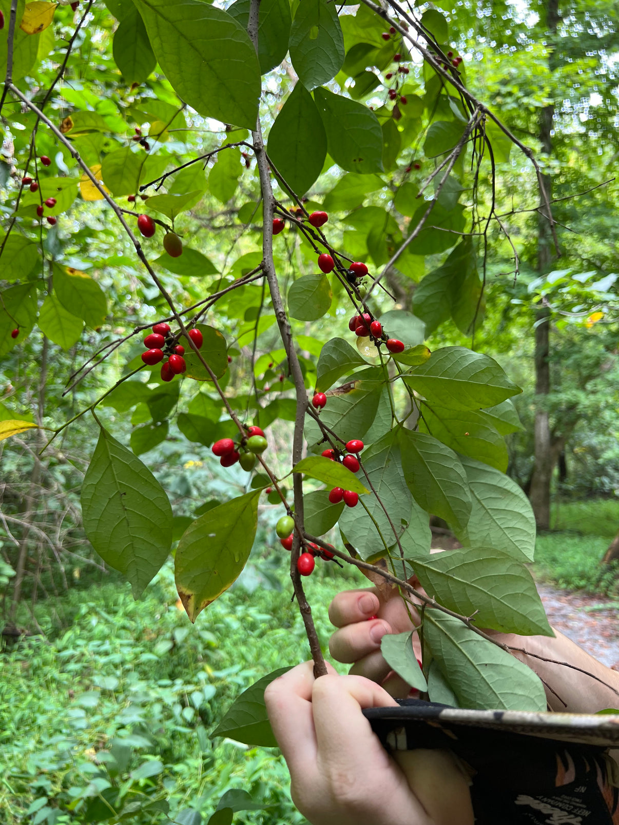 Spice bush – Living Soil Tree Farm