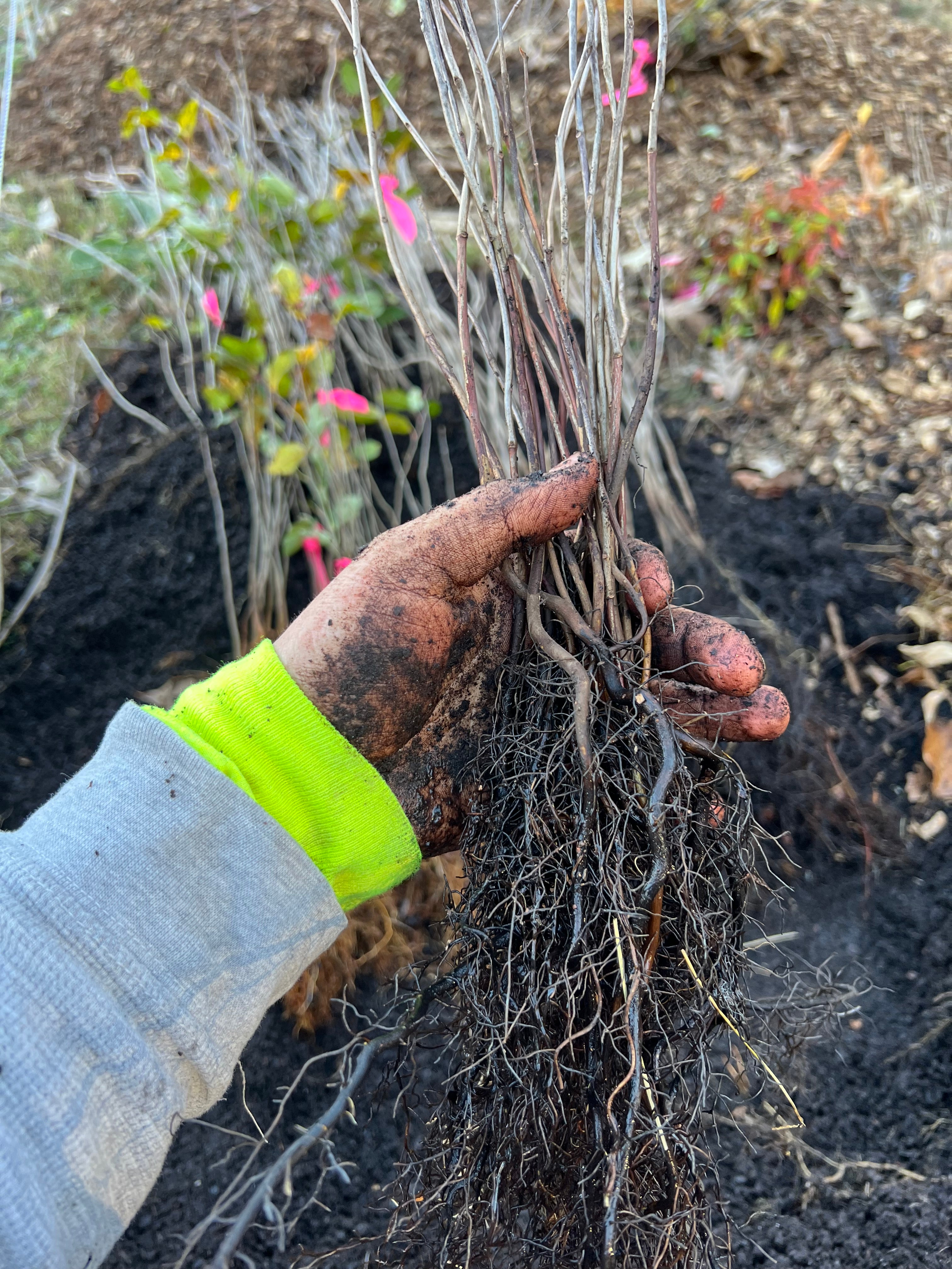 Grade B bareroot trees – Living Soil Tree Farm