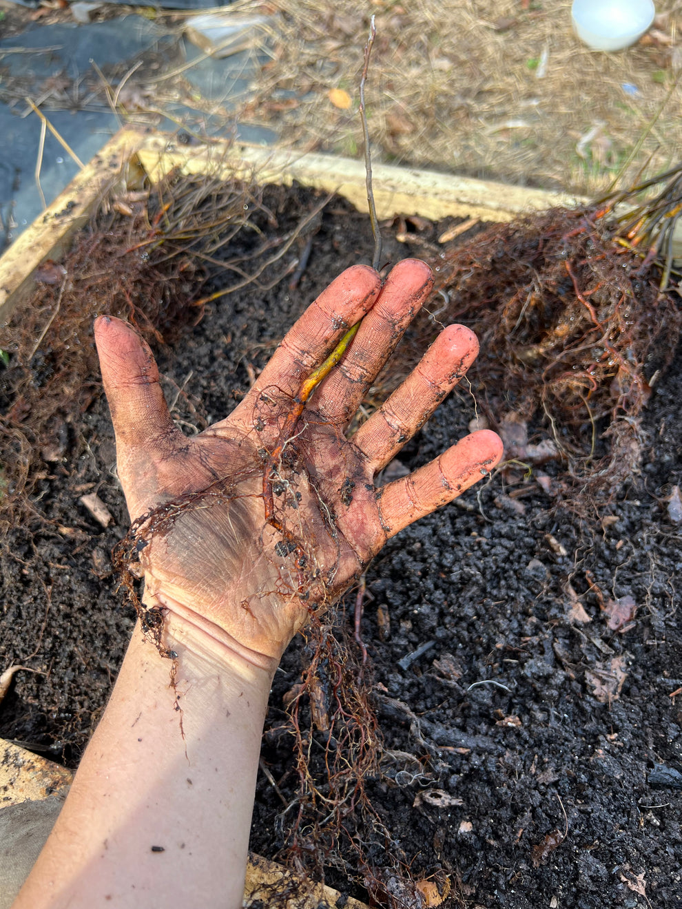 Juneberry/Serviceberry – Living Soil Tree Farm