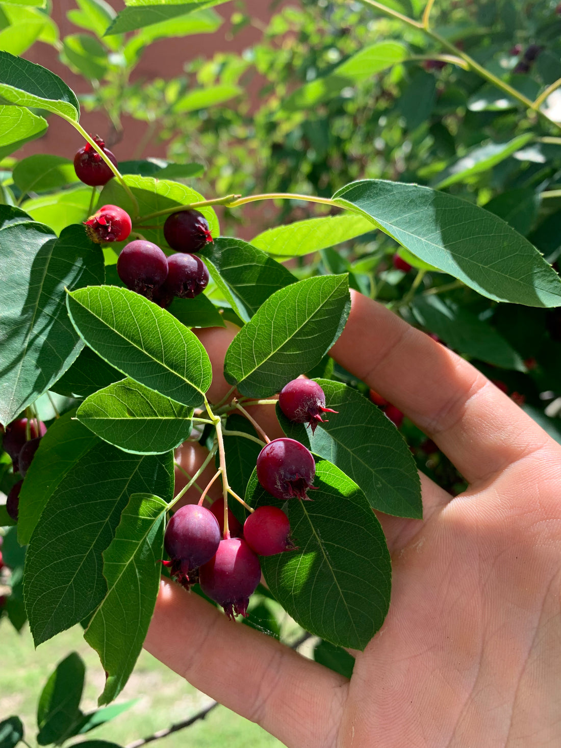 Juneberry/Serviceberry – Living Soil Tree Farm