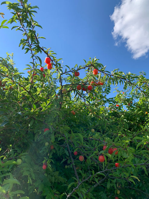 Wild Plum SEEDS – Living Soil Tree Farm