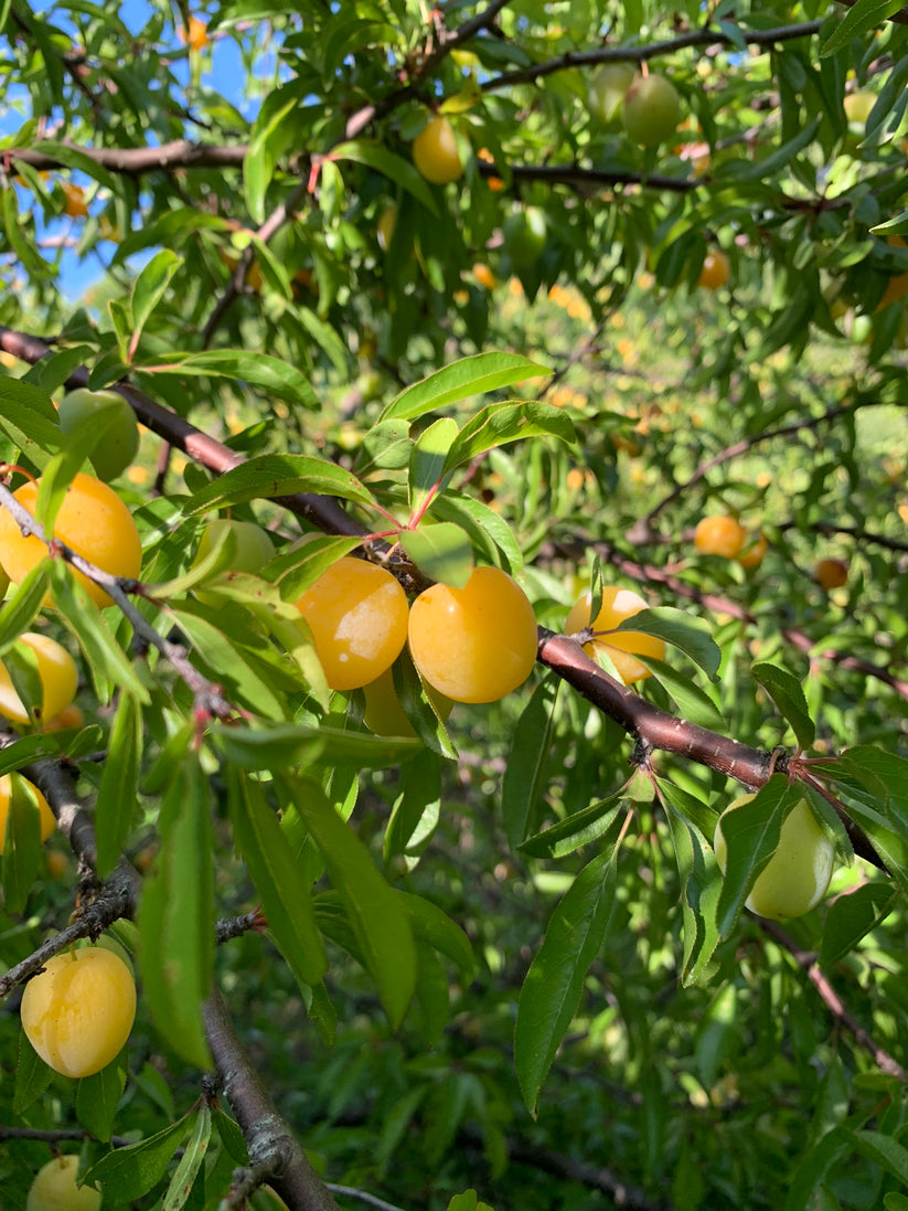 Wild Plum SEEDS – Living Soil Tree Farm