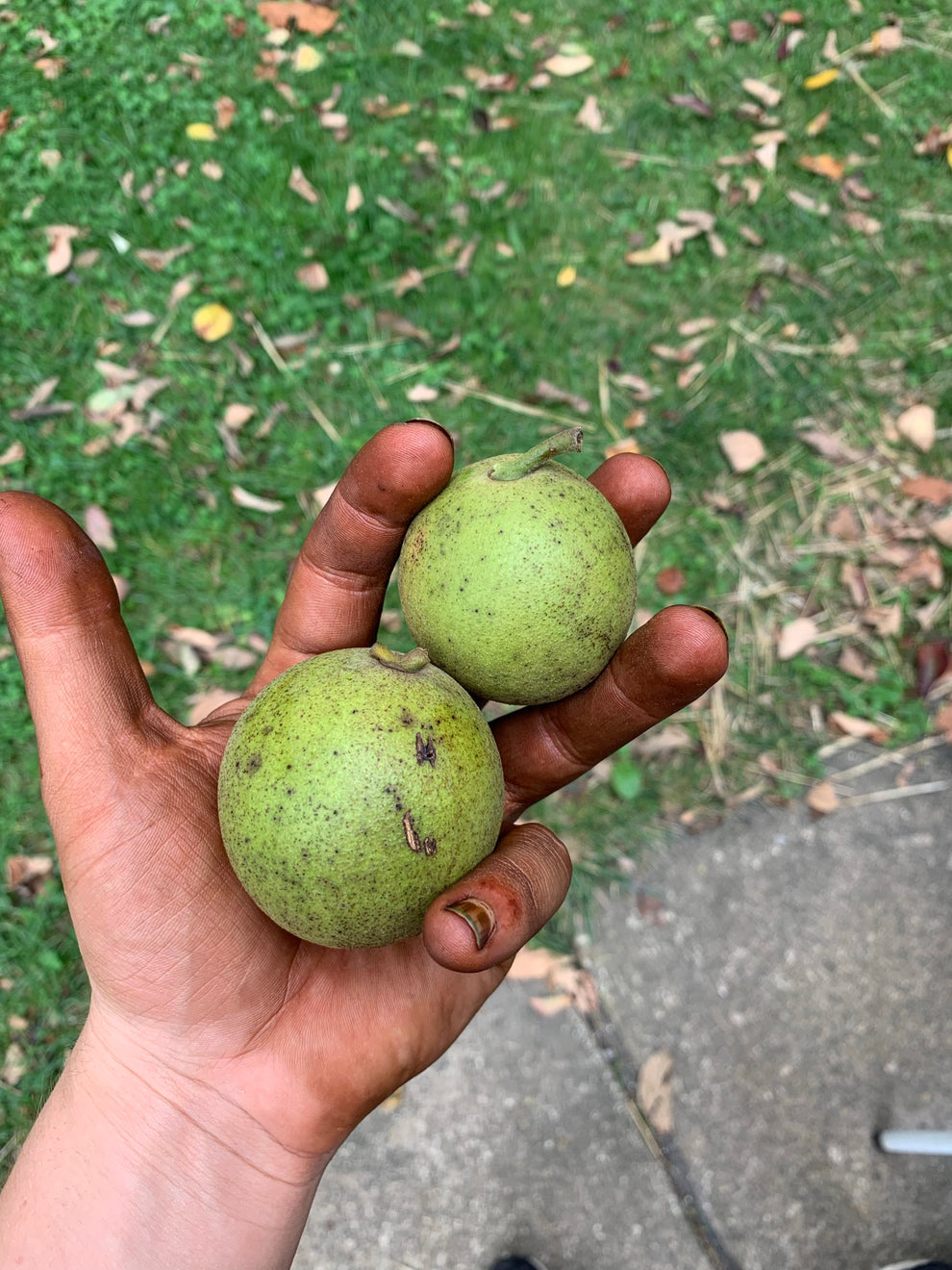 Black Walnut – Living Soil Tree Farm